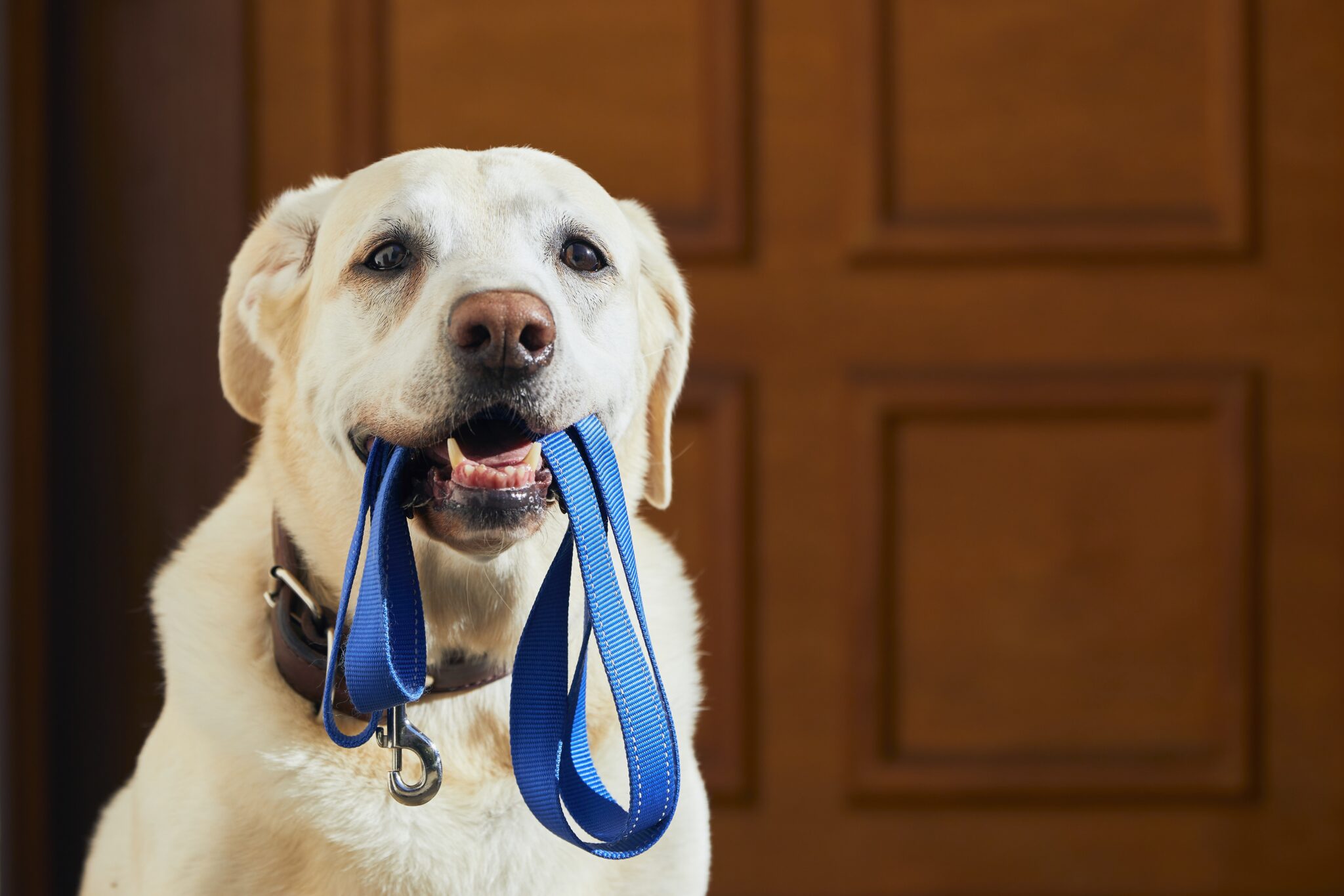 Você sabe o que é um dog walker?