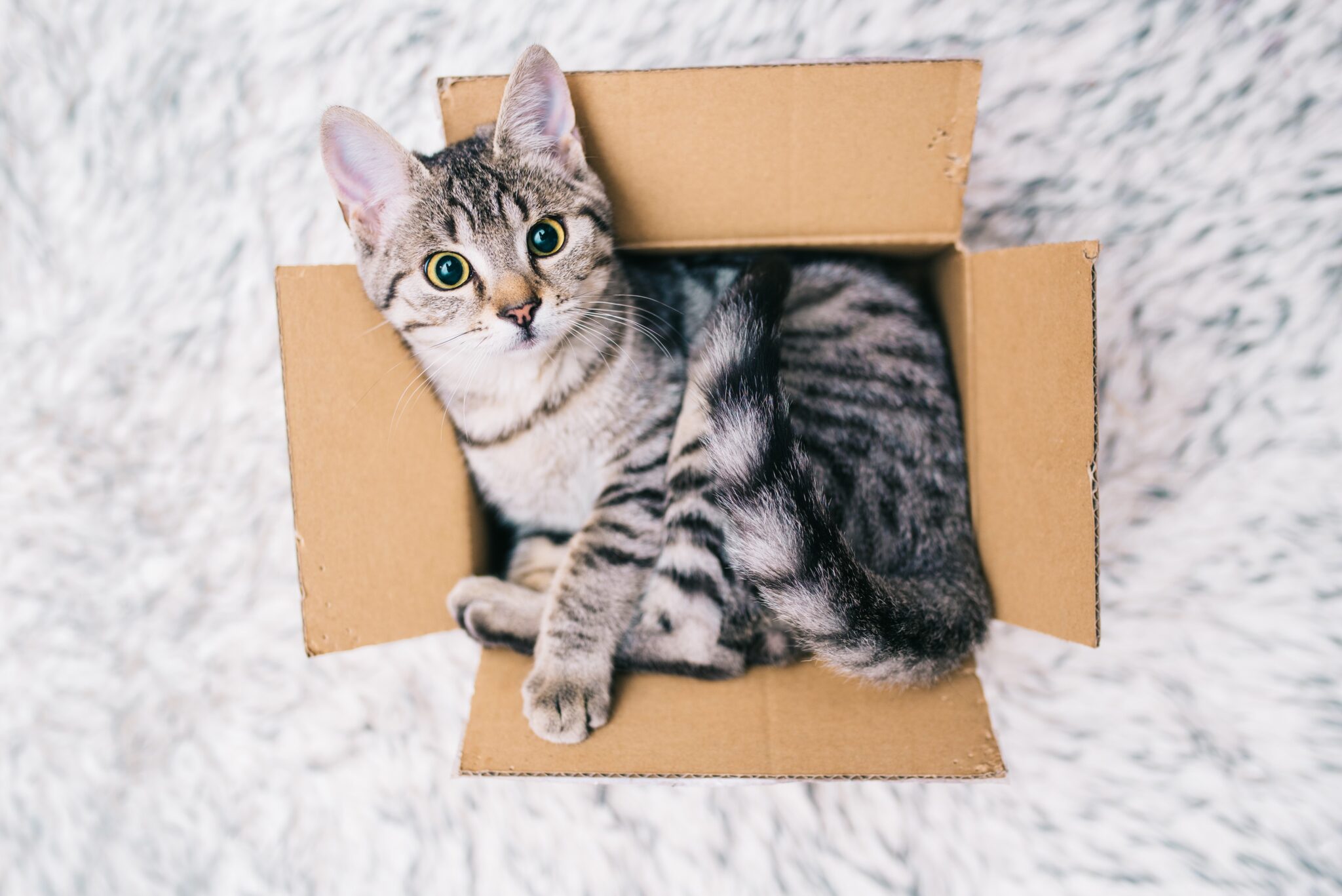 Seu gato gosta de brincar com caixas? Descubra o porquê! - Organnact