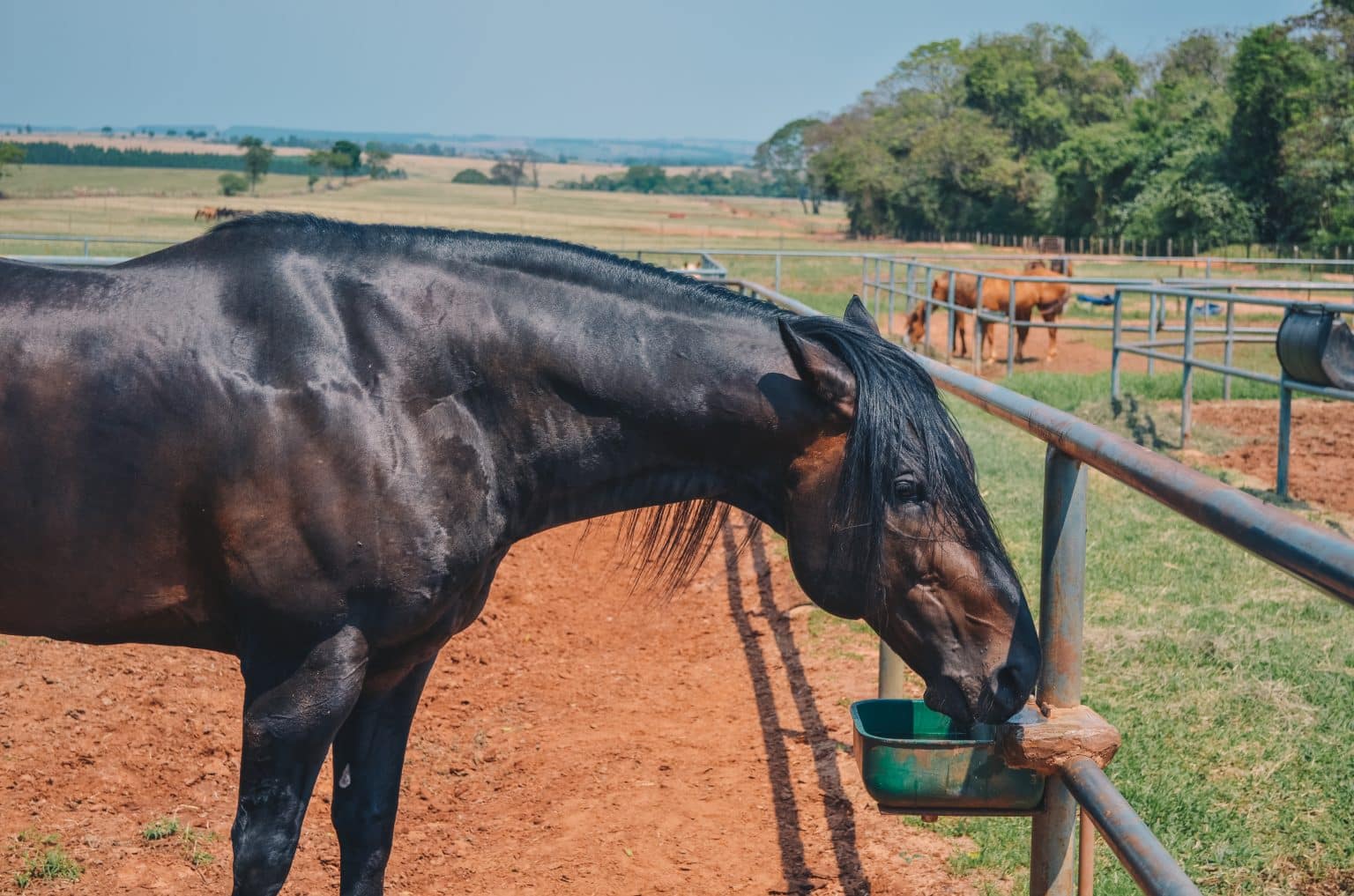 Você sabe por que os cavalos não vomitam? - Organnact